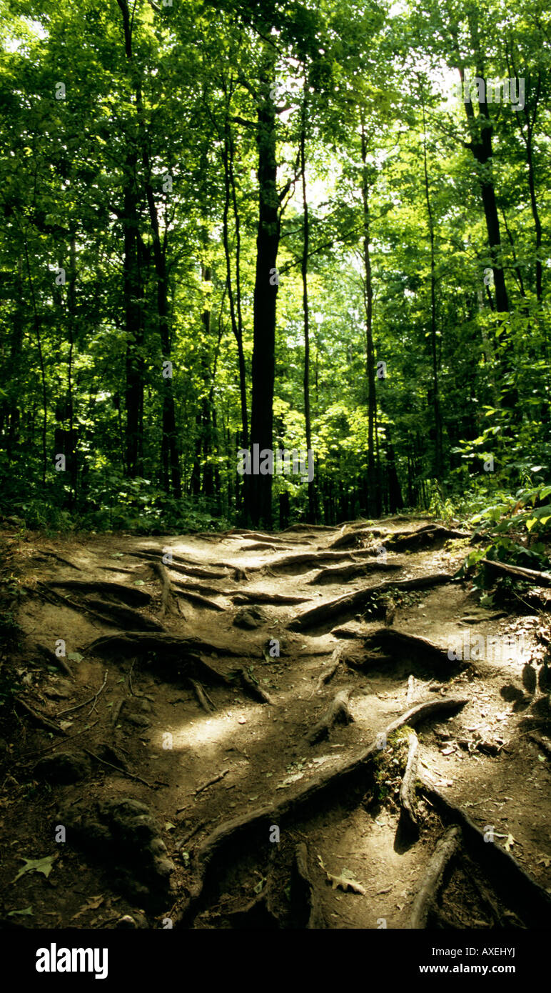 A path winding through the conservation forest creates a relaxing and ...