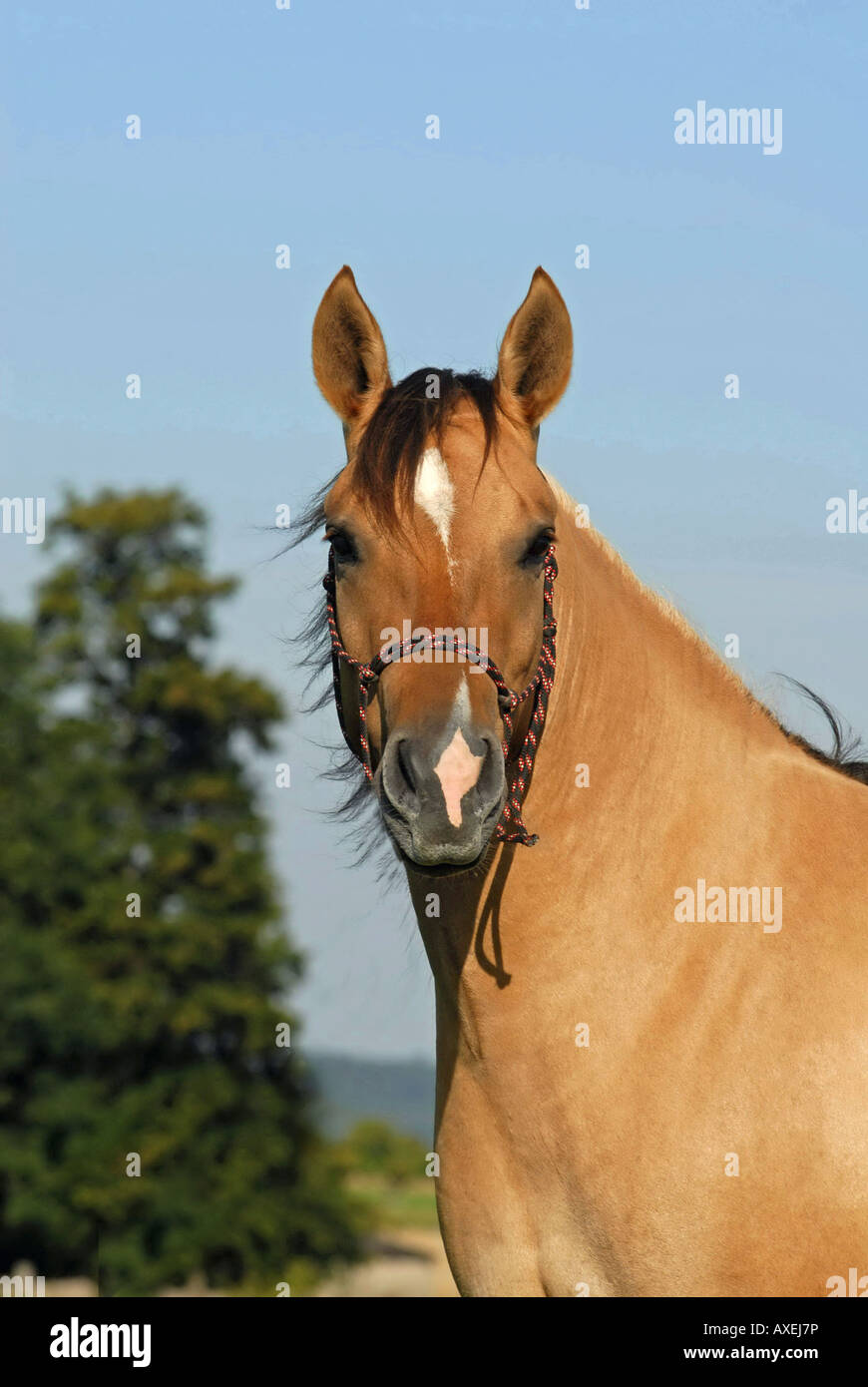 Criollos hi-res stock photography and images - Alamy