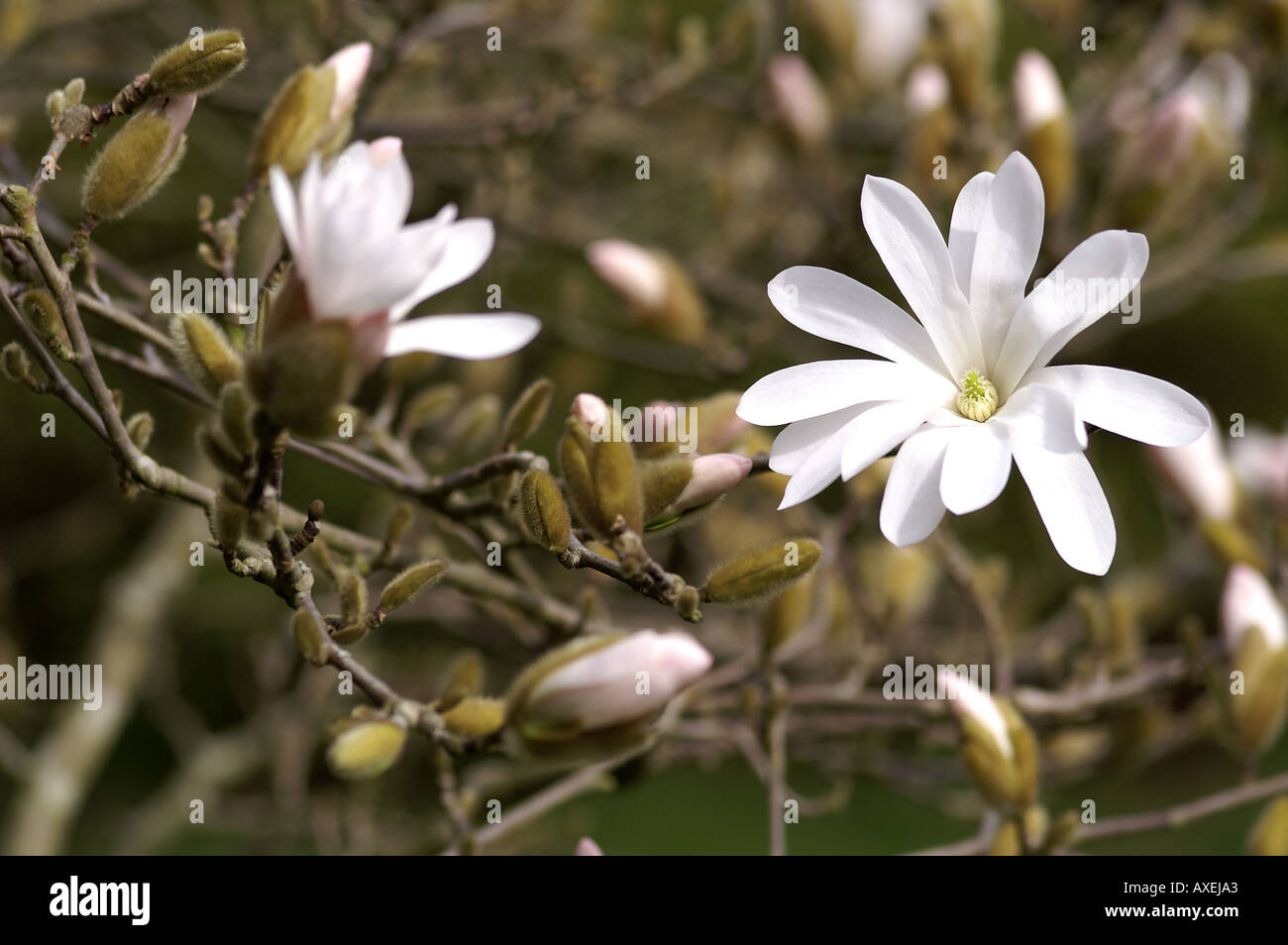 White Magnolia flower Stock Photo - Alamy