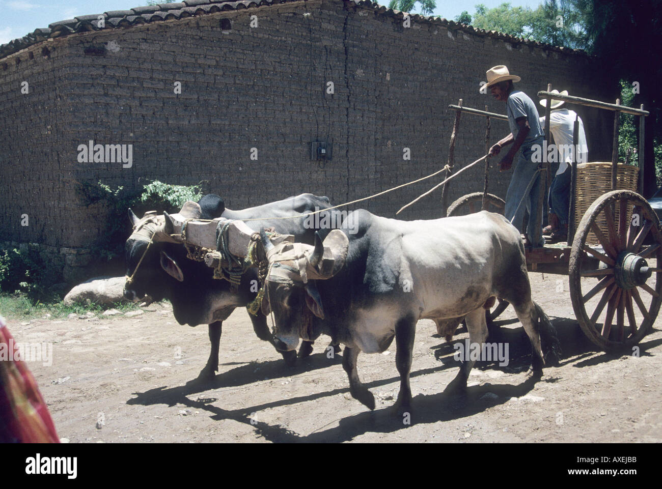 Oxen pulling wagon hi-res stock photography and images - Alamy