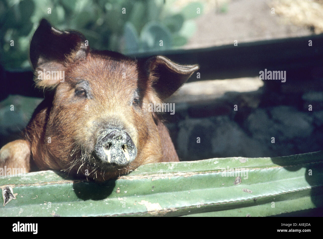 Pig looking over fence hi-res stock photography and images - Alamy