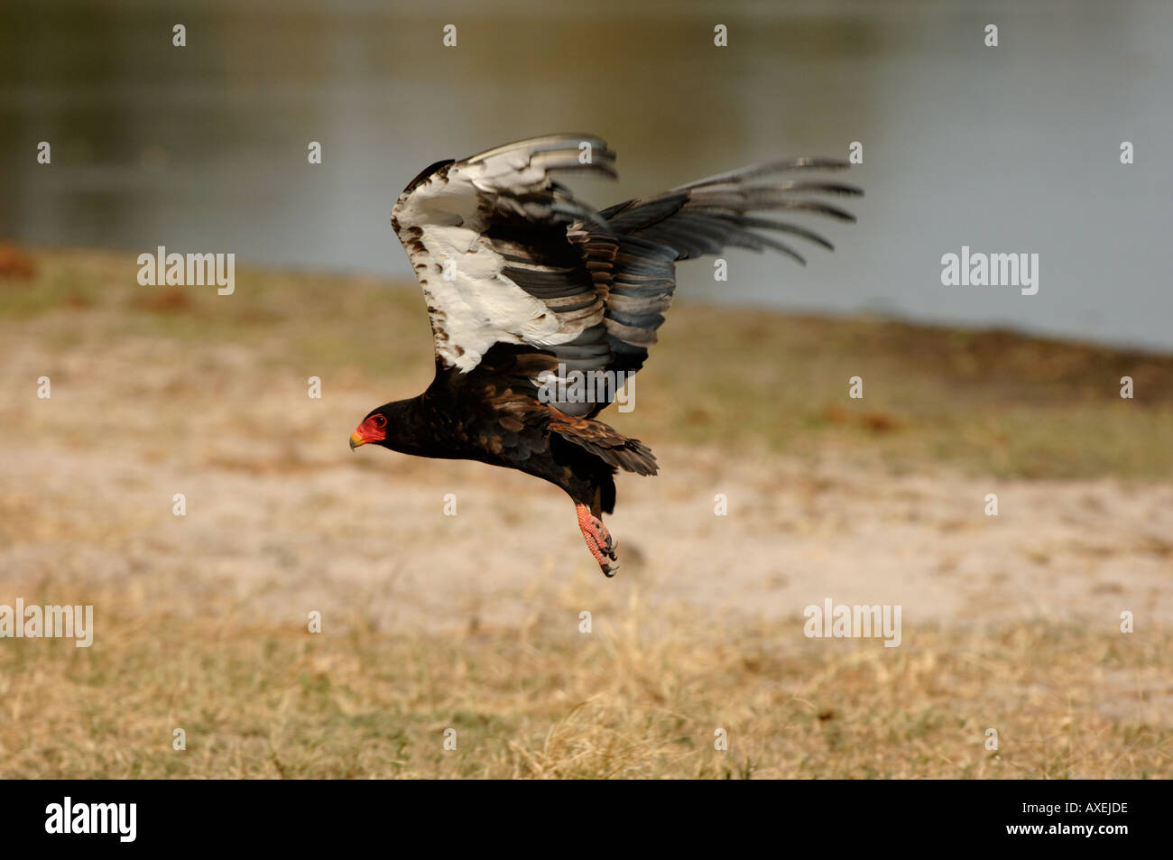 Bateleur eagle botswana hi-res stock photography and images - Alamy