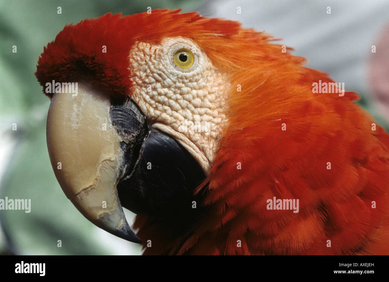 parrot closeup face Stock Photo - Alamy