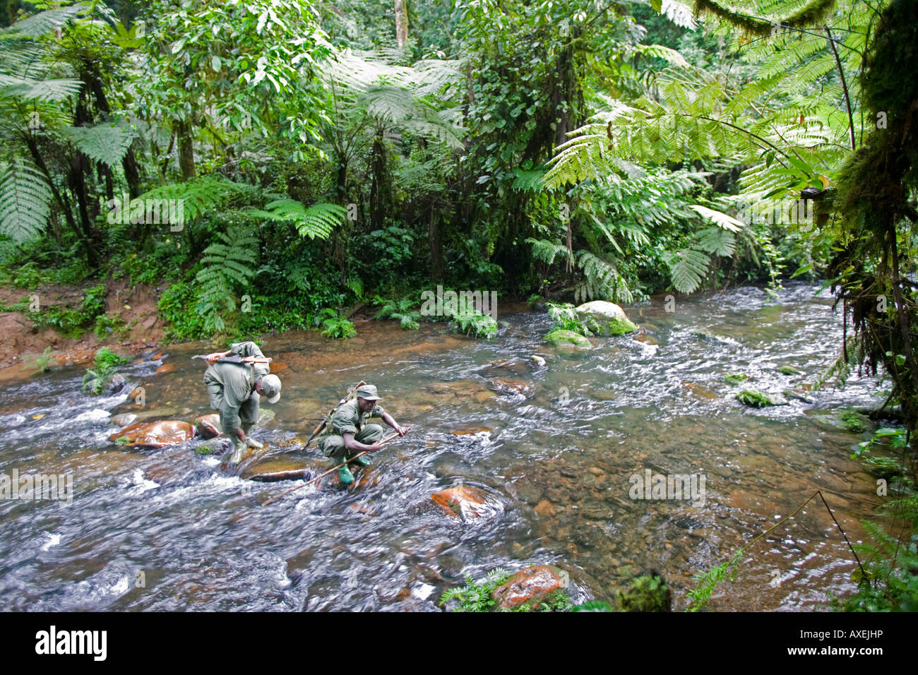 Africa Uganda Bwindi Impenetrable National Park Guard carrying AK 47 ...