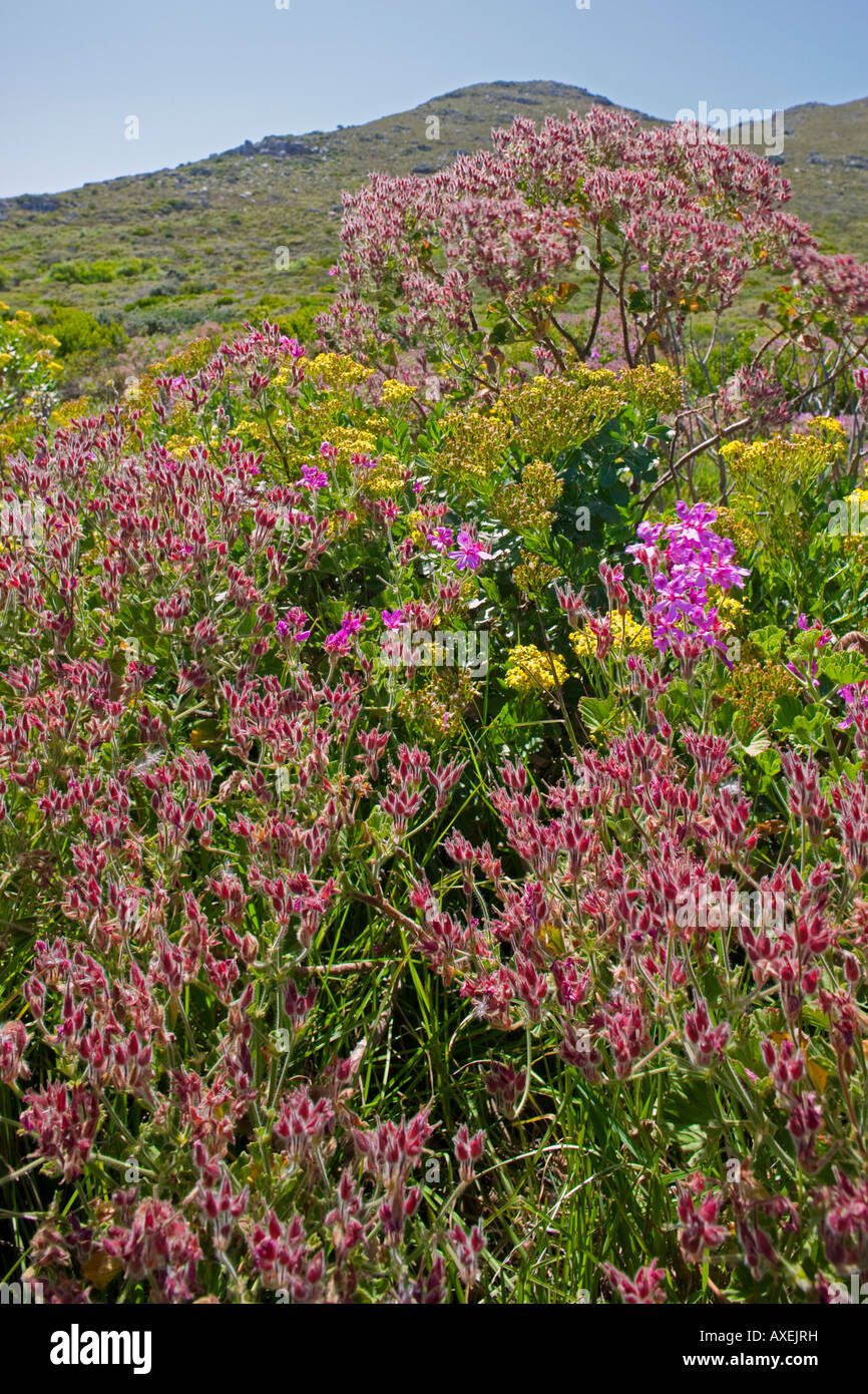 South Africa Table Mountain National Park Wildflowers bloom on fynbos ...