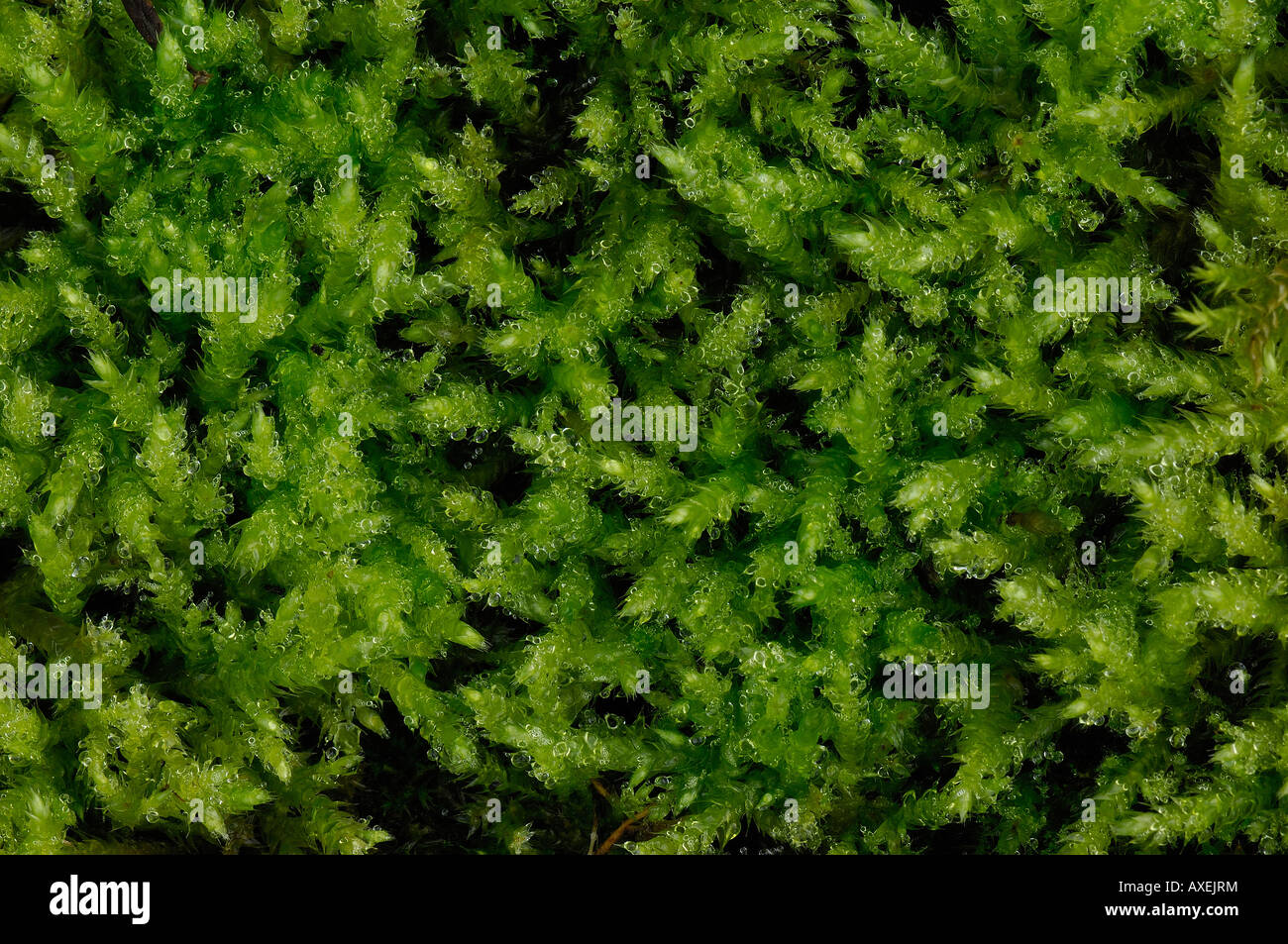Green peat moss sphagnum hi-res stock photography and images - Alamy
