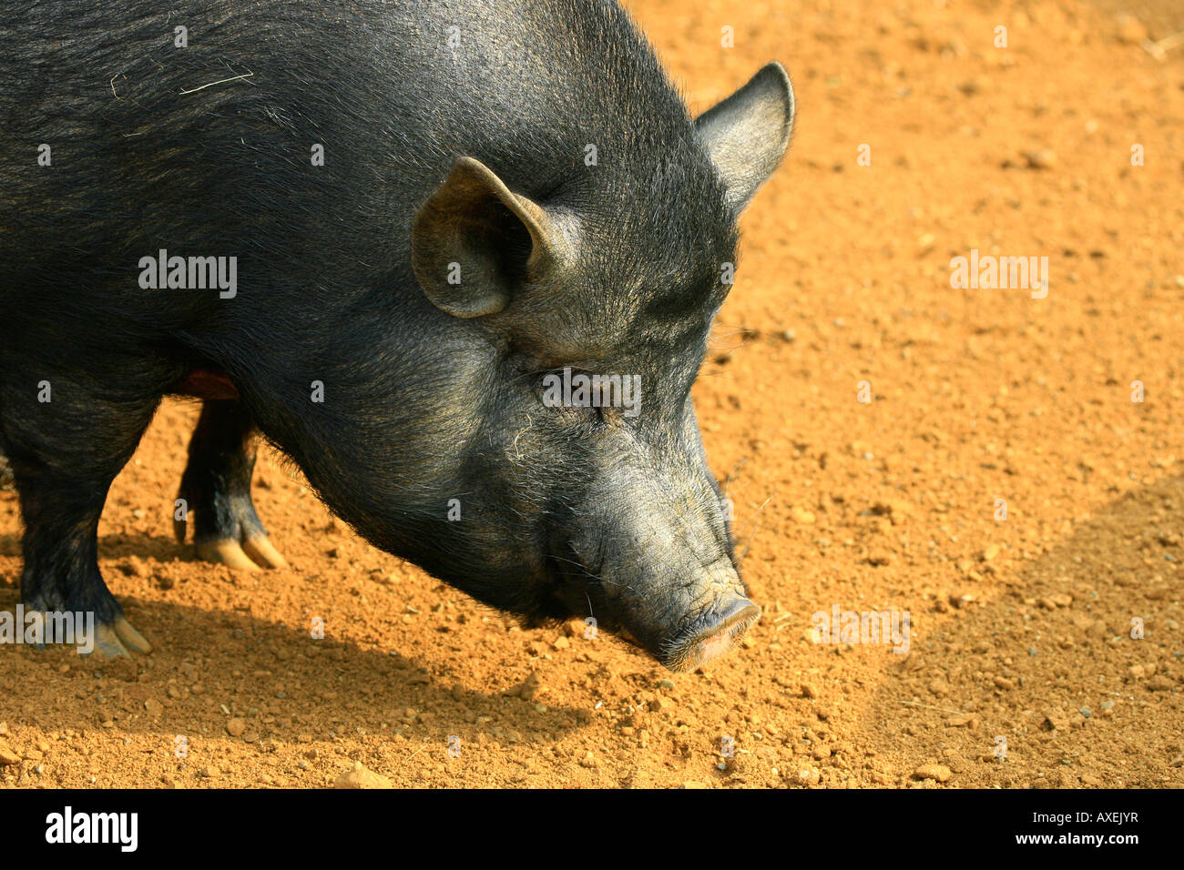 Bellyed hi-res stock photography and images - Alamy