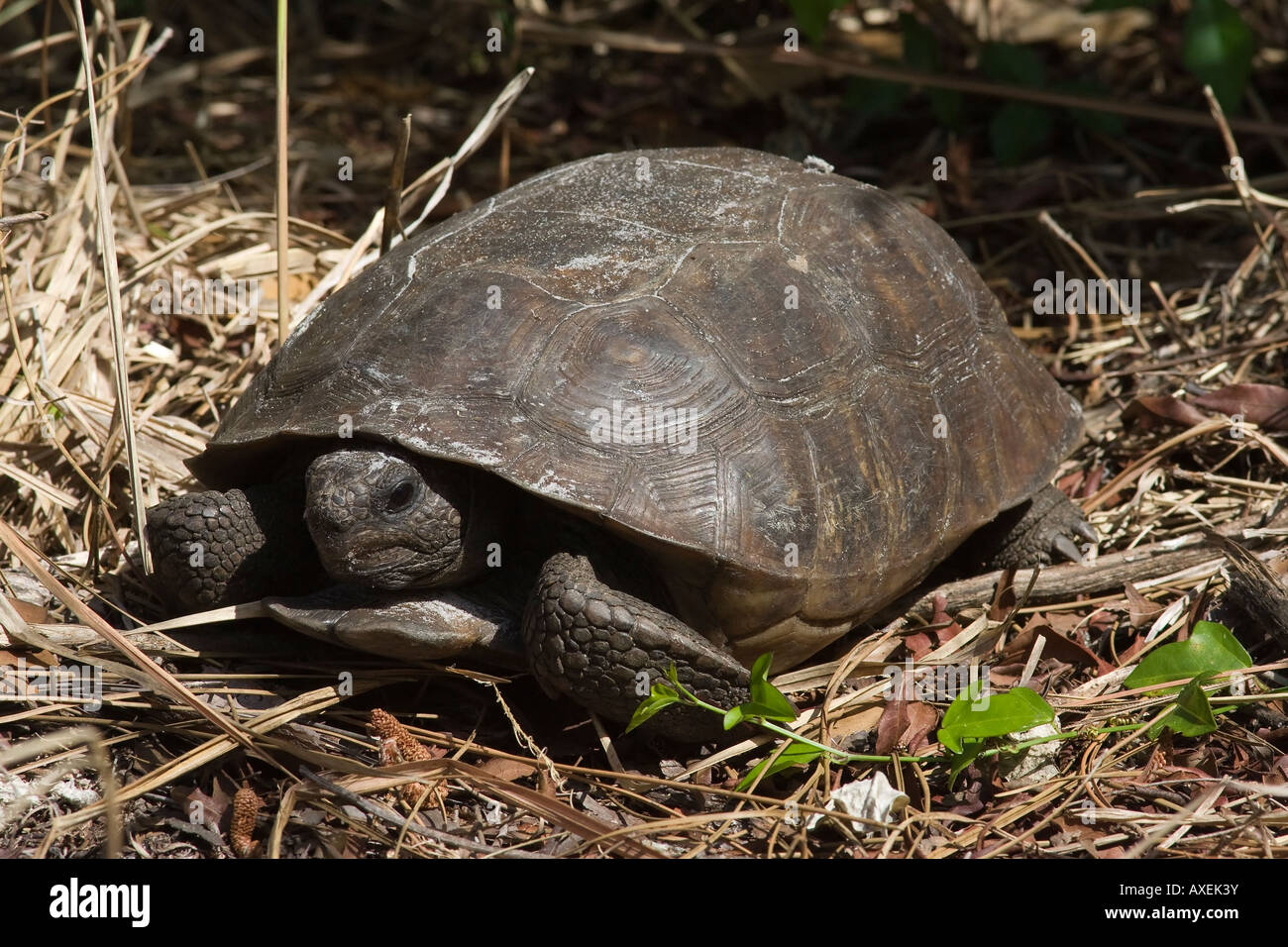 Gopher Tortoise Gopherus from Honeymoon Island State Park, Florida ...