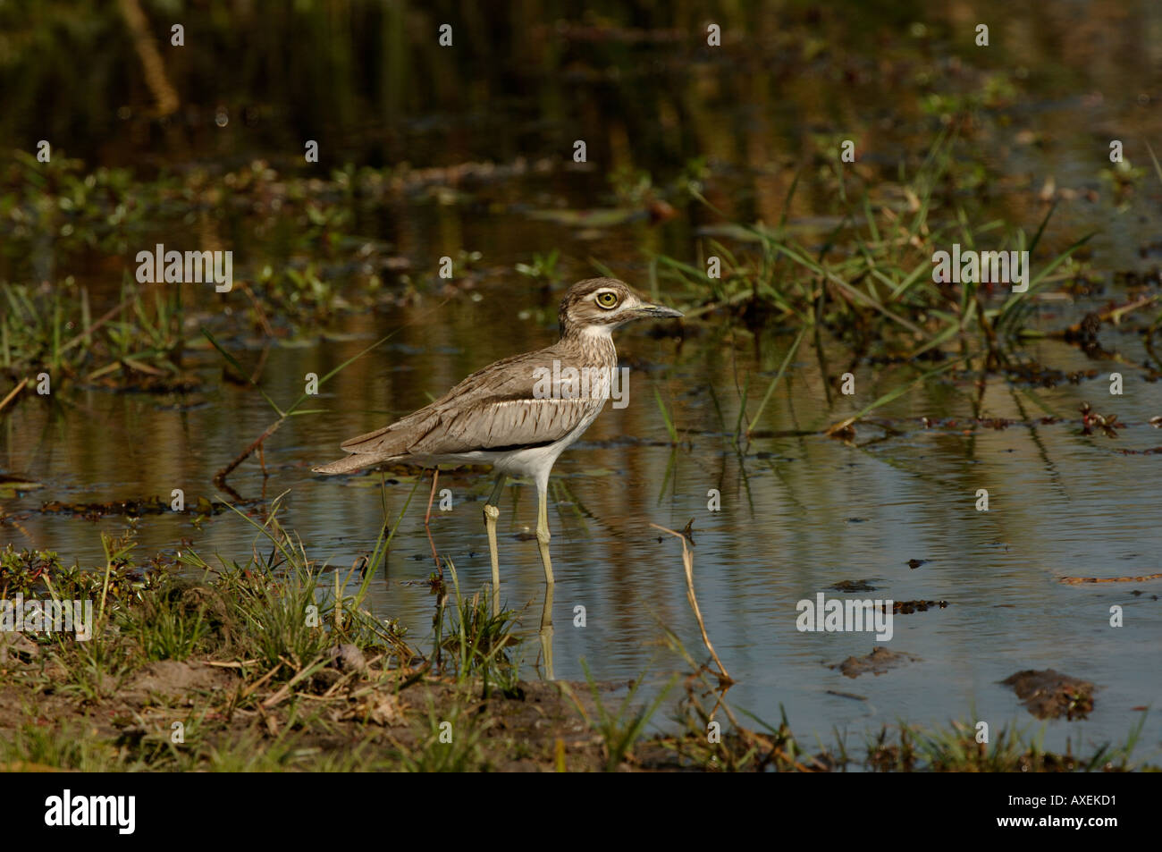 Water Dikkop or Thick Knee Burhinus vermiculatus Kwai Botswana Stock ...
