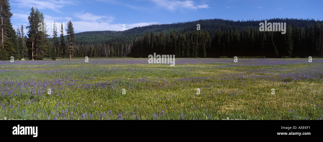 Camas flowers in bloom Packer Meadows Clearwater National Park near ...
