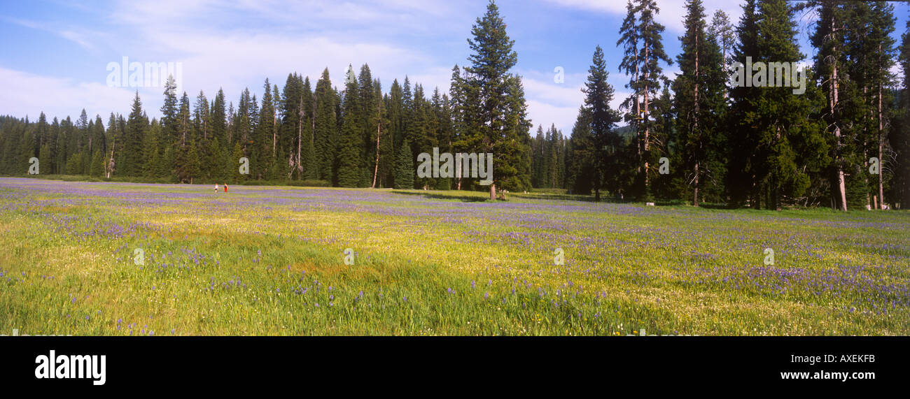 Camas flowers in bloom Packer Meadows Clearwater National Park near ...