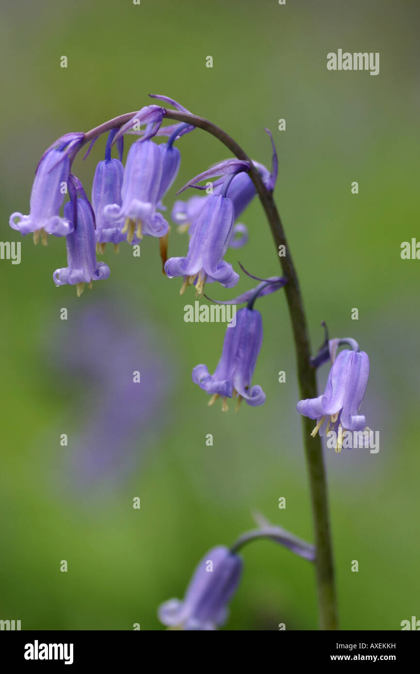Common Bluebell Hyacinthoides non-scripta Stock Photo - Alamy