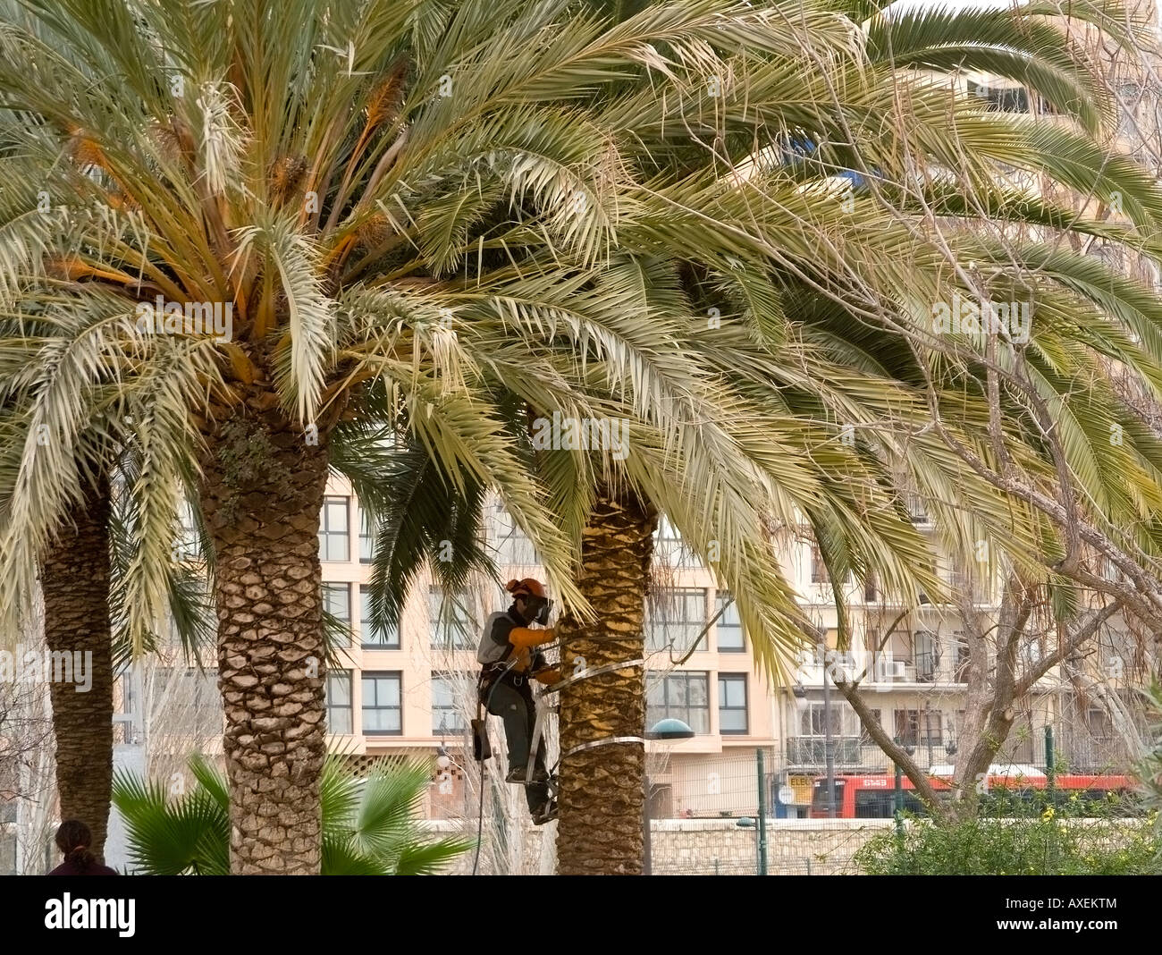 A worker climbing on palm tree Stock Photo - Alamy