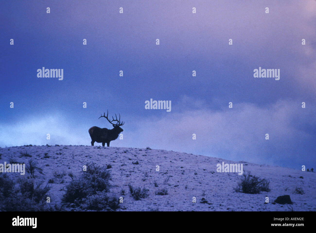 Bull Elk Standing on Crest of Snowy Hill With Dark Cloudy Sky Stock ...