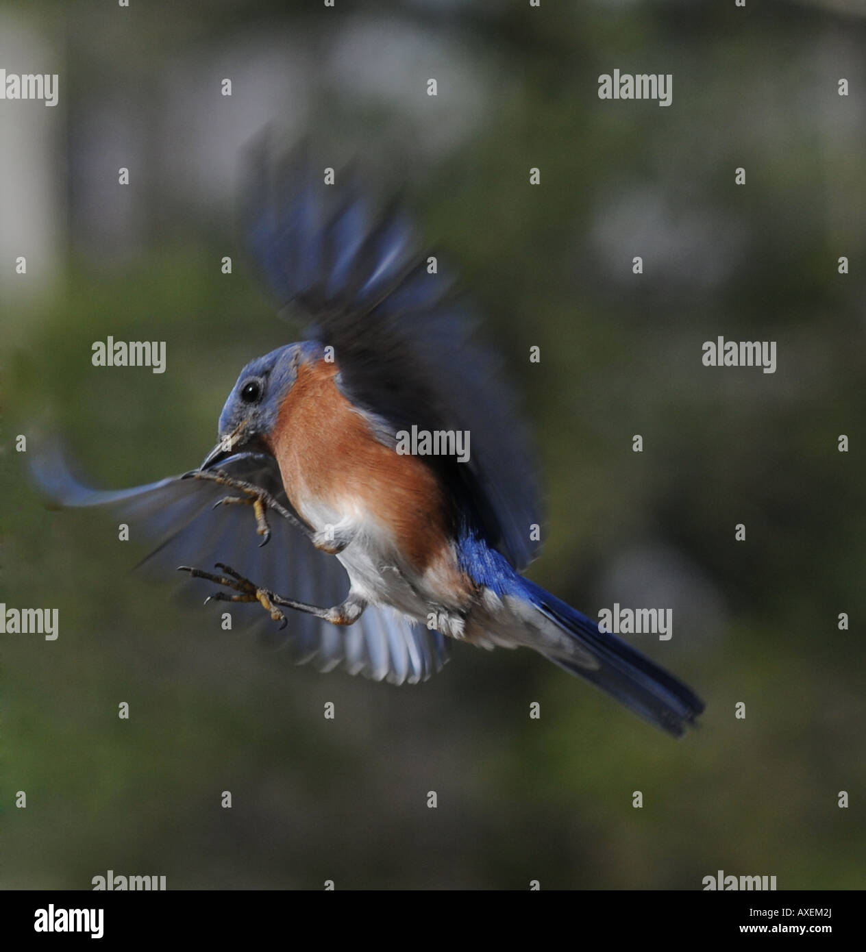 Bluebird in flight Stock Photo - Alamy