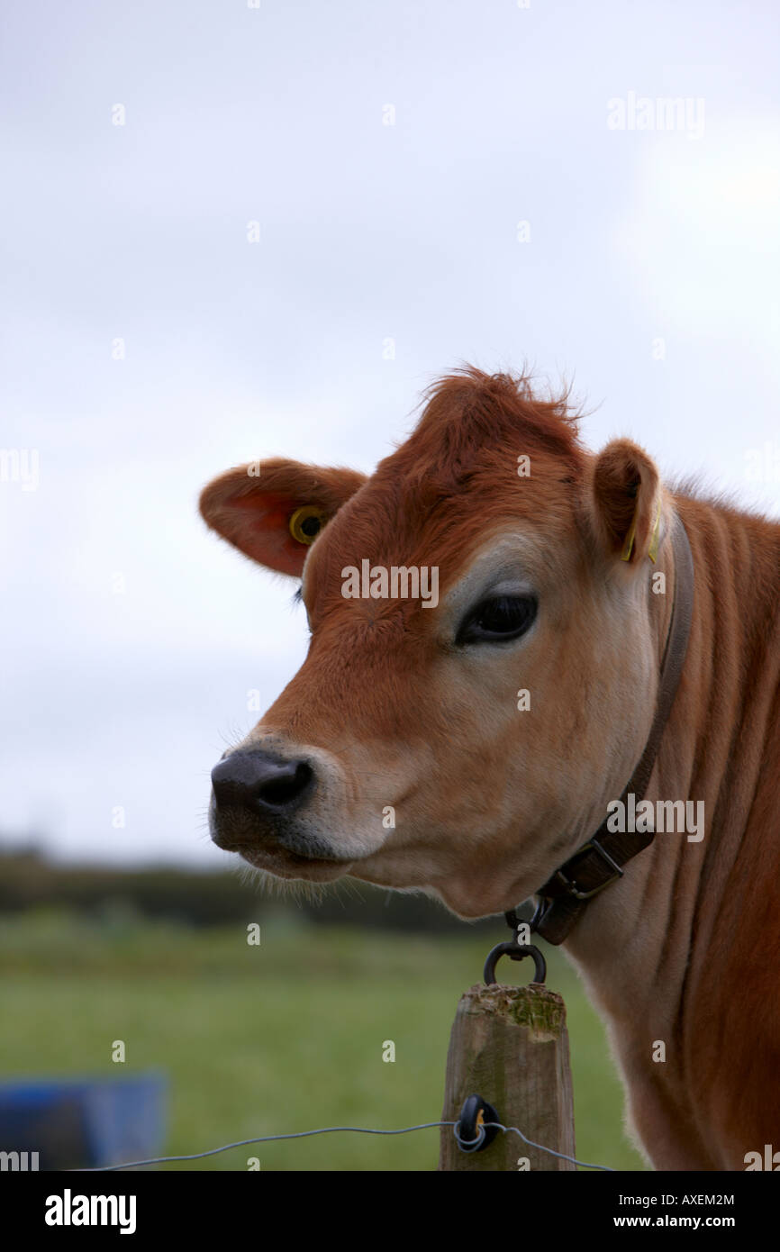 Jersey Cow Channel Islands Stock Photo - Alamy