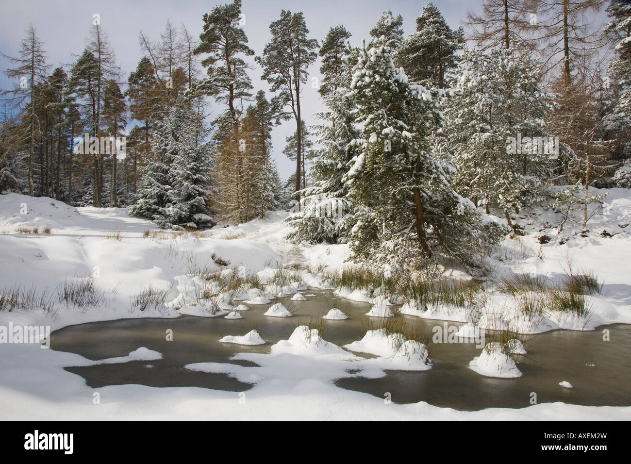 A Scottish rural winter snow covered landscape; Coniferous Pine forest ...