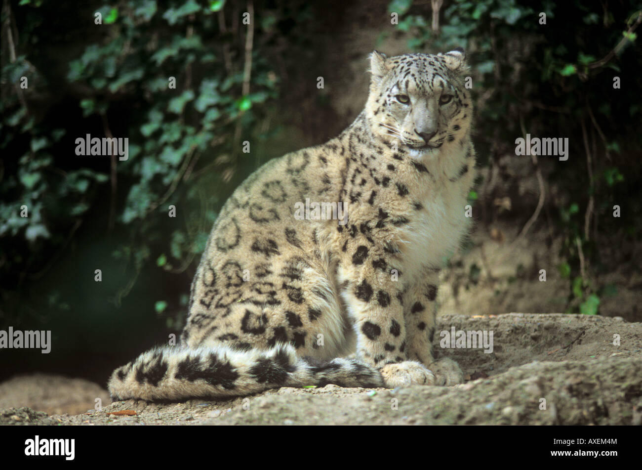 Snow Leopard Sitting