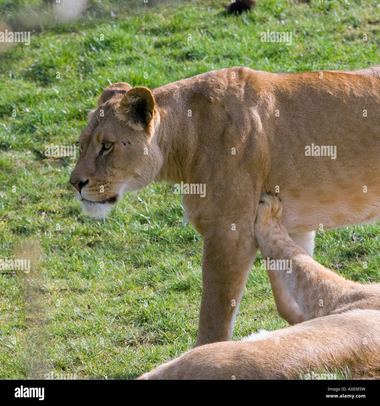 Lion and lioness fighting hi-res stock photography and images - Alamy