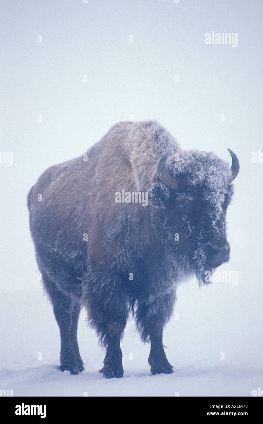 Freezing in position hi-res stock photography and images - Alamy