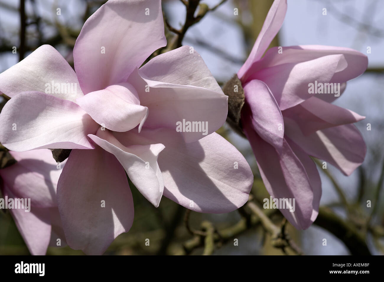 Magnolia Dowsoniana flowers Surrey England Stock Photo - Alamy
