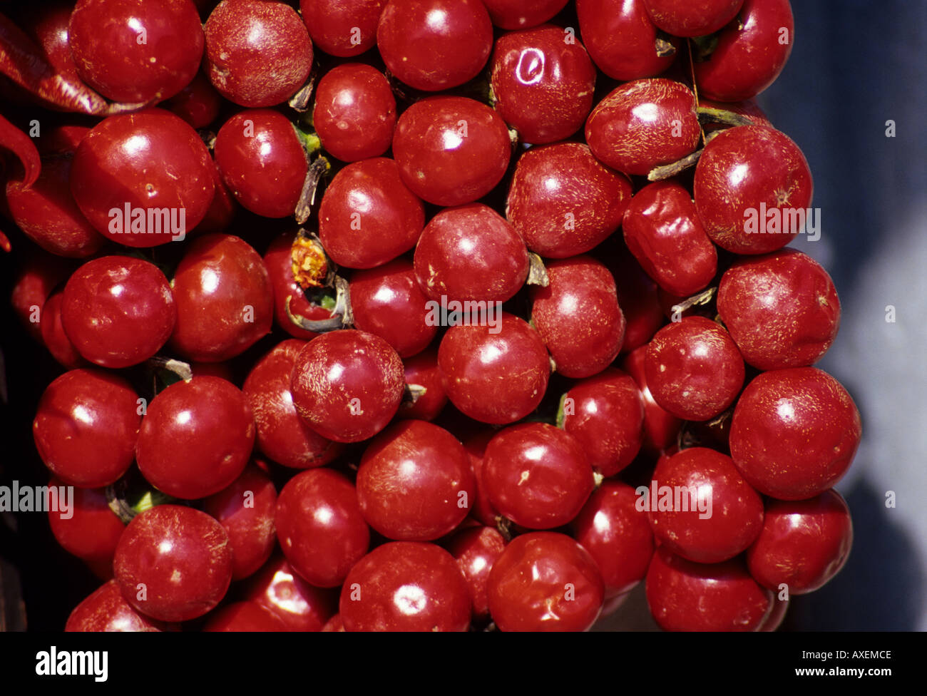 Traditional hungarian chilli peppers paprika hi-res stock photography ...