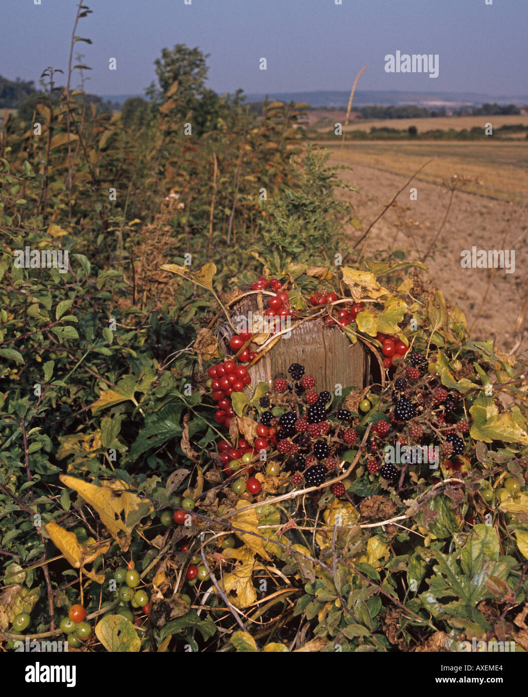 Autumn Berries in Hertfordshire Hedgerow at Tring UK September Stock ...