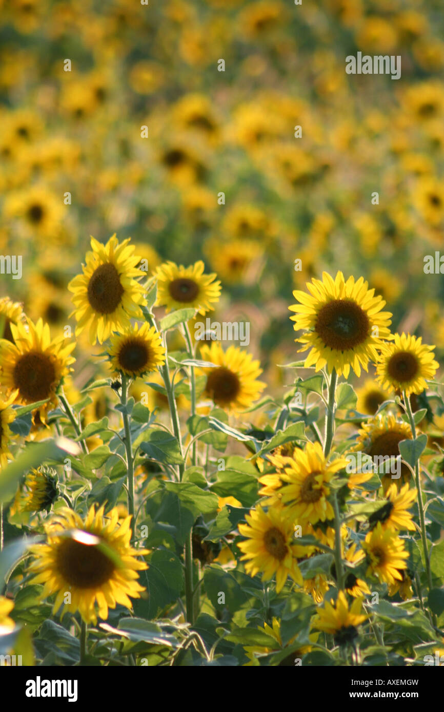 Feild if bright yellow sunflowers Stock Photo - Alamy