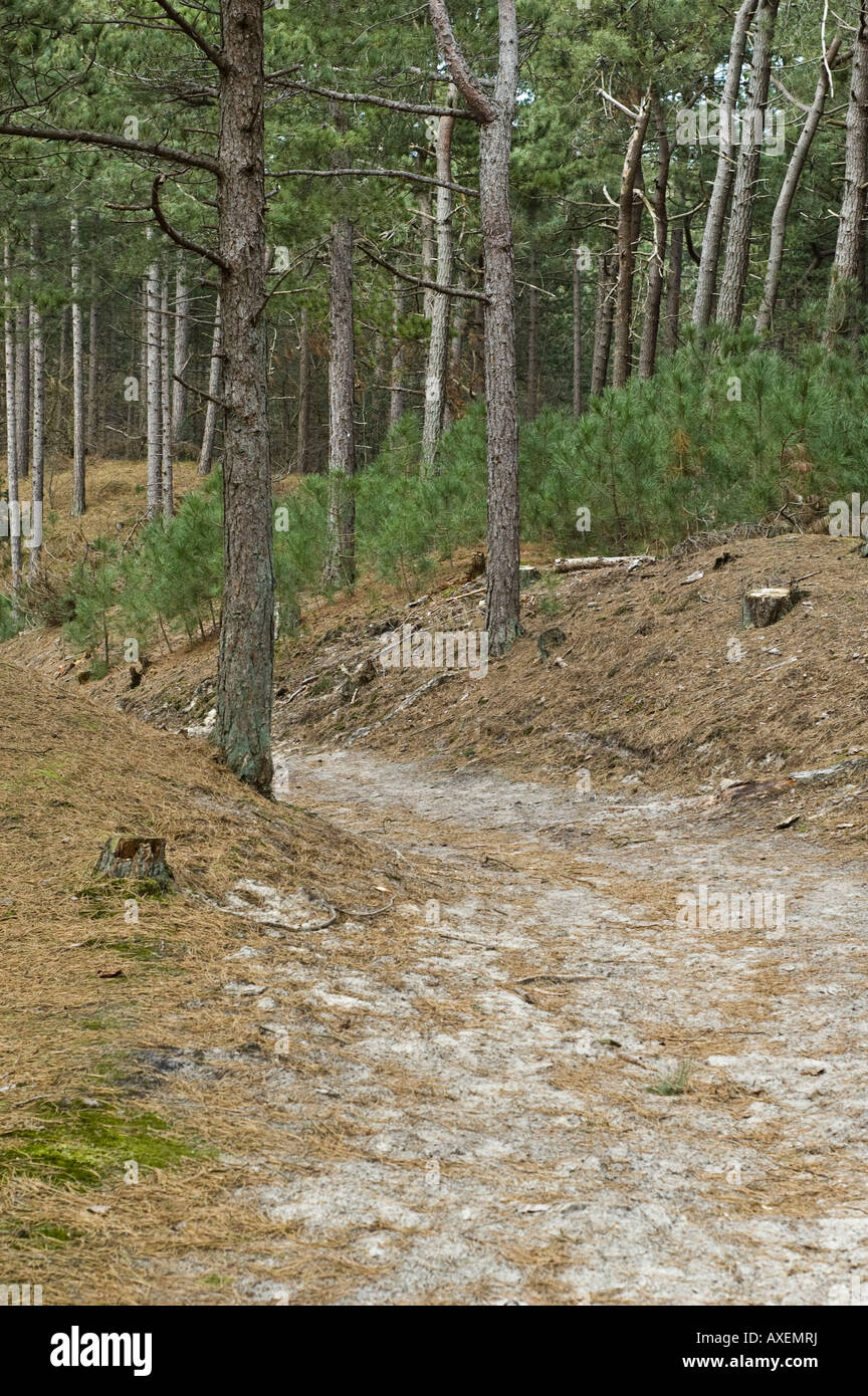 Forest boom hi-res stock photography and images - Alamy