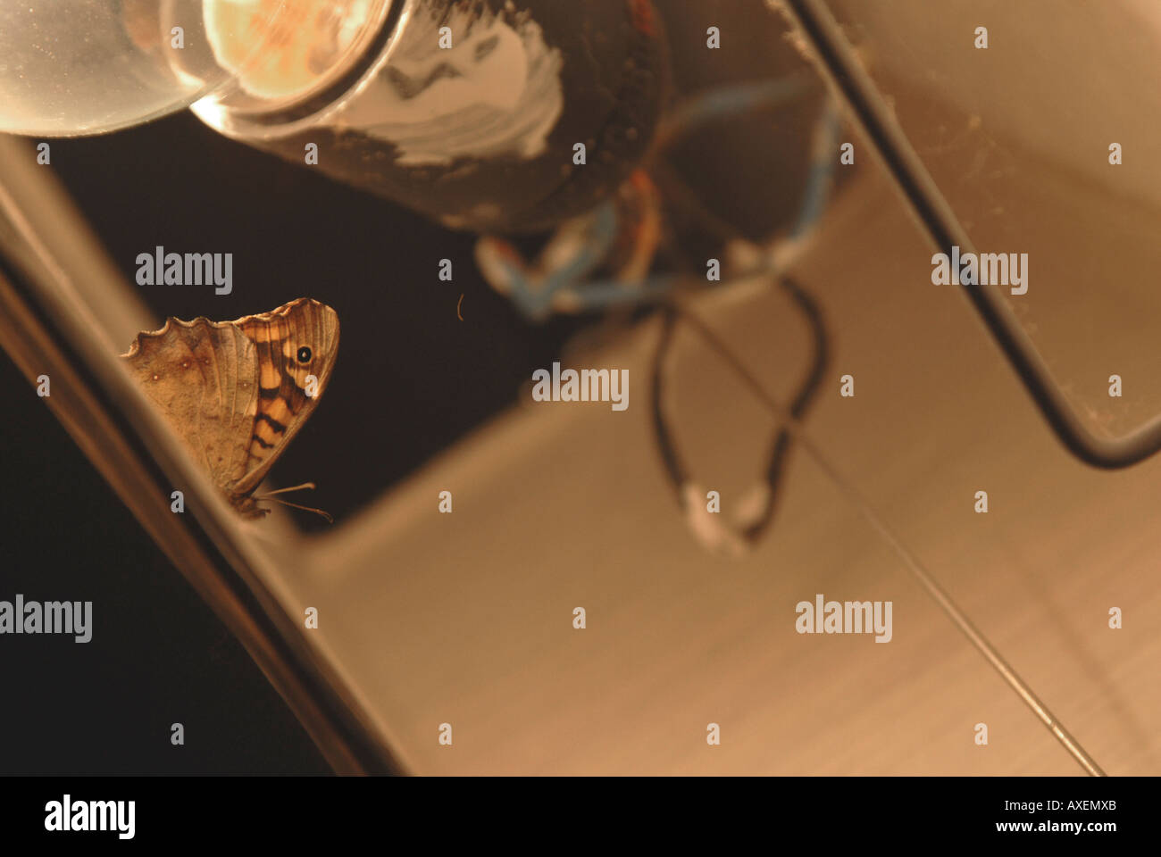 Orange moth inside a house, in a lamp by Nano Calvo VWPics com Stock ...