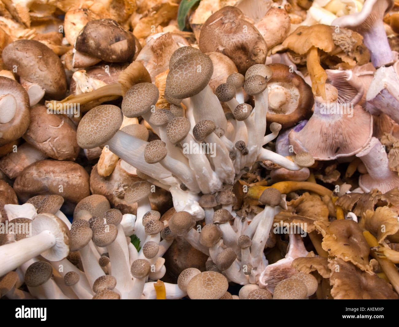 Mushrooms on display farmers market hi-res stock photography and images ...