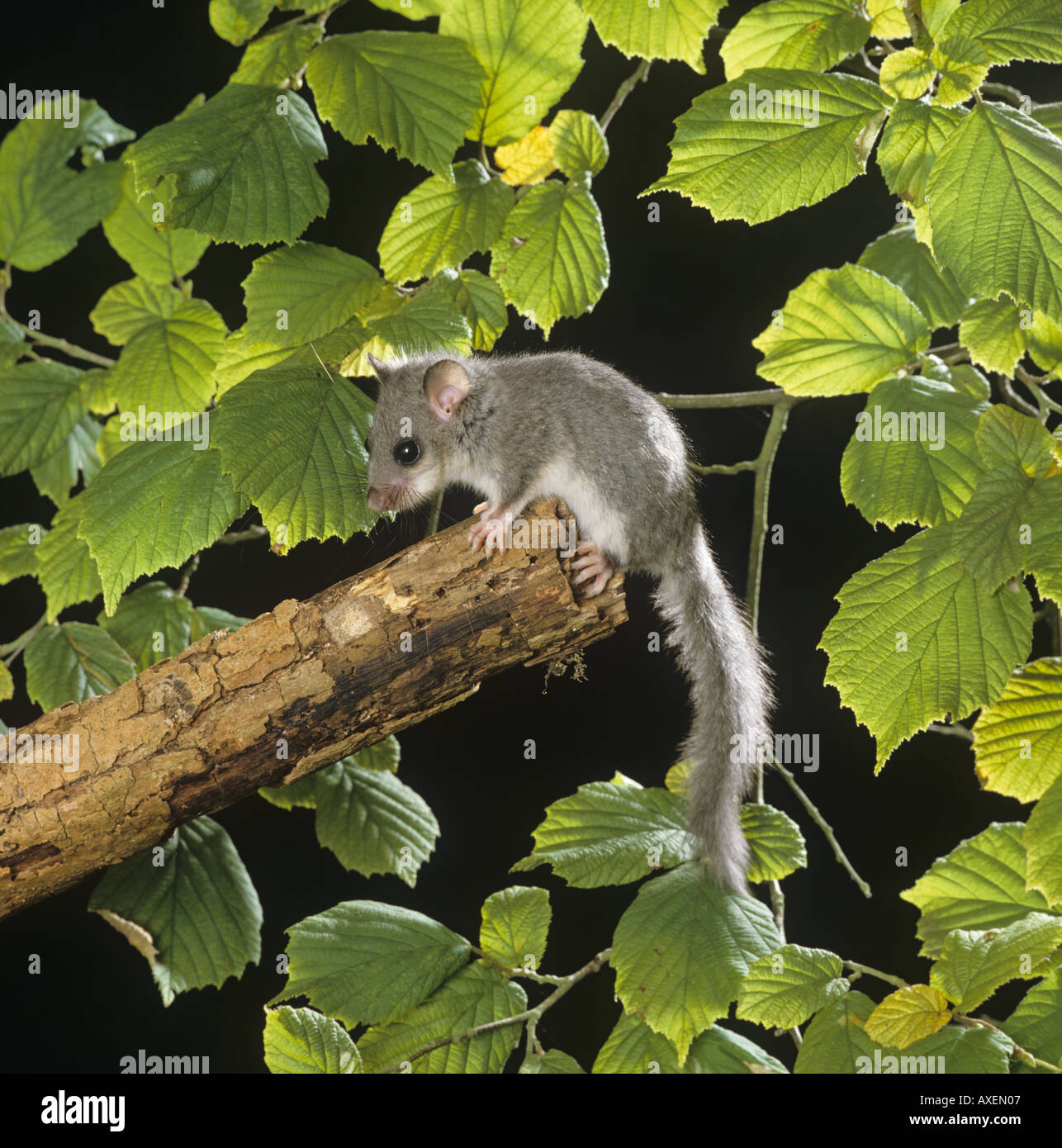 Edible Dormouse Glis glis Stock Photo - Alamy