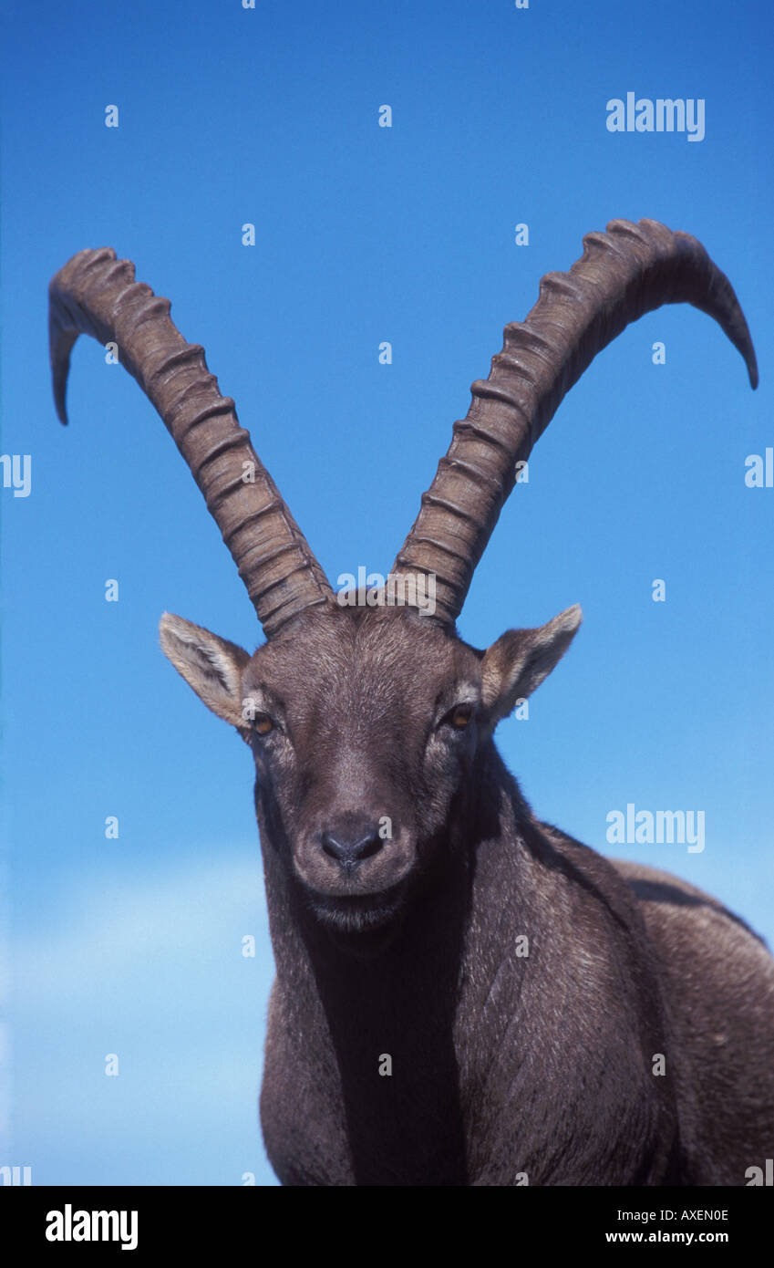 Ibex head hi-res stock photography and images - Alamy