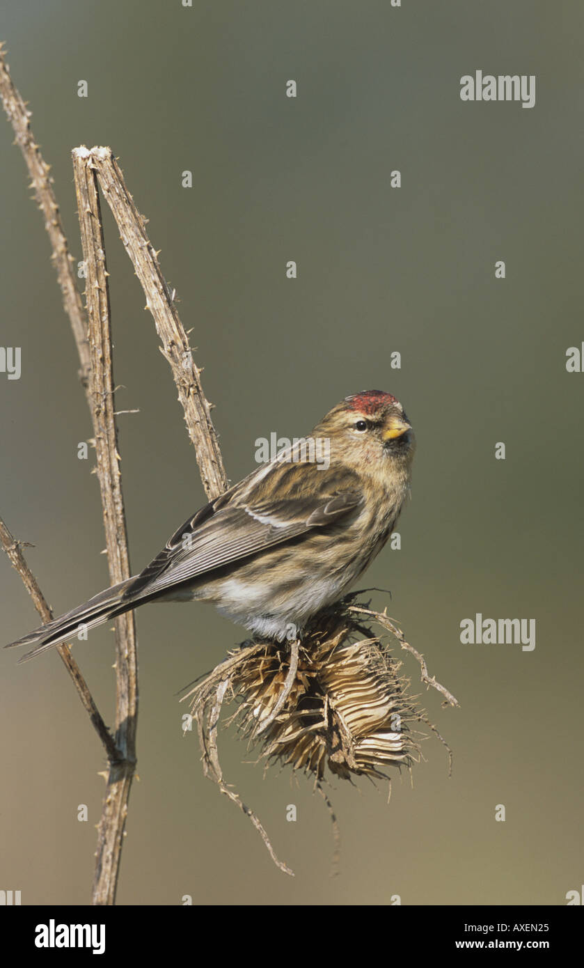 Lesser Redpoll Carduelis flammea Stock Photo - Alamy
