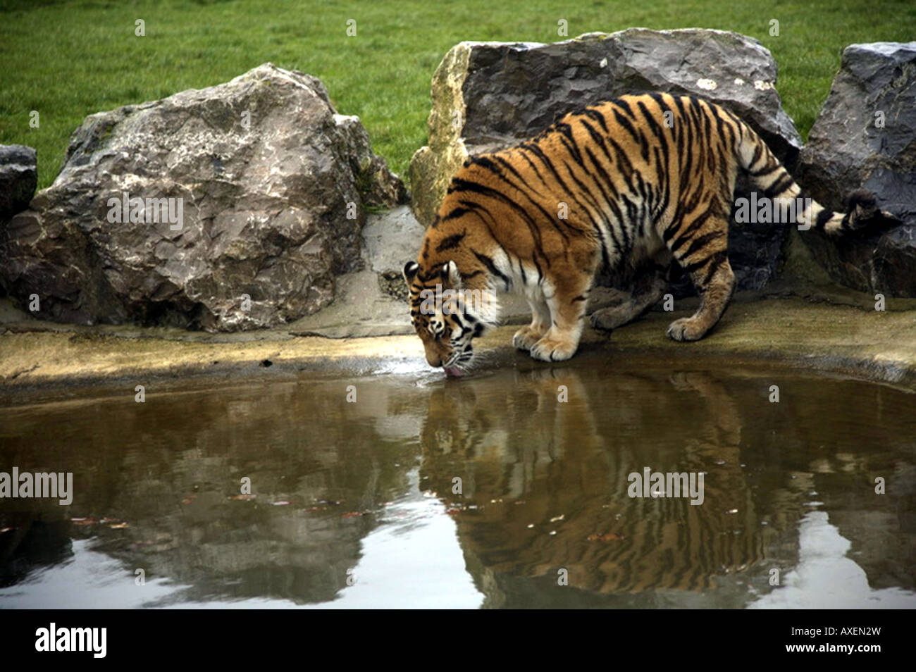 Siberian tiger paws hi-res stock photography and images - Alamy