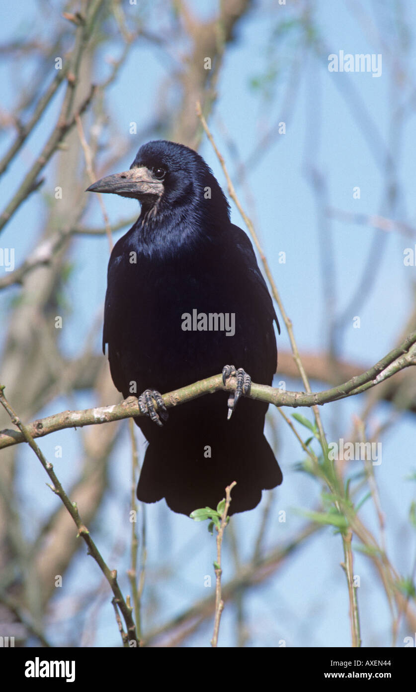 Rookery crow hi-res stock photography and images - Alamy