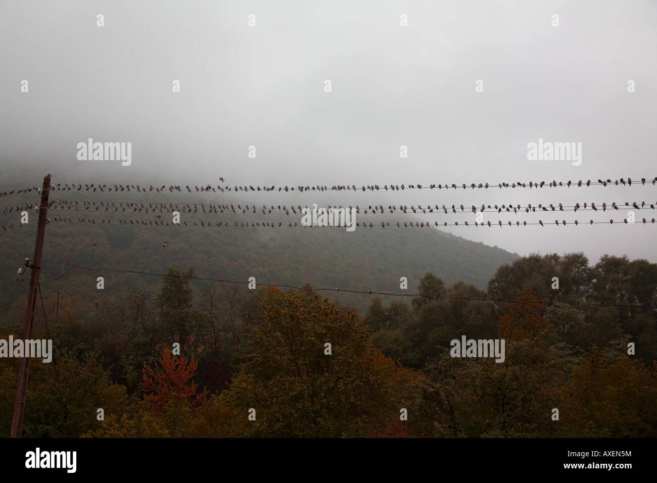 Gathering of birds hi-res stock photography and images - Alamy