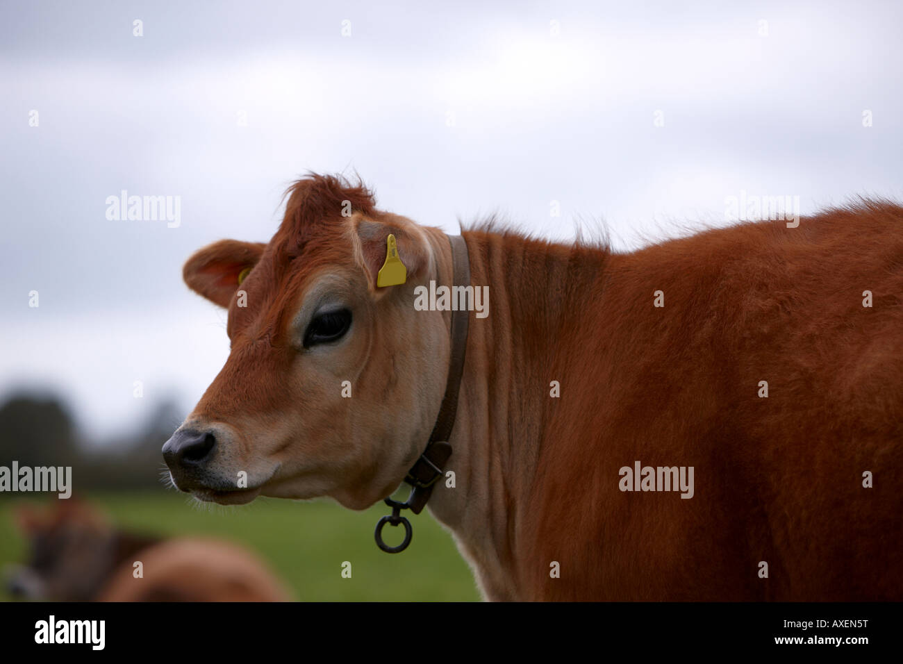 Jersey Cow Channel Islands Stock Photo - Alamy