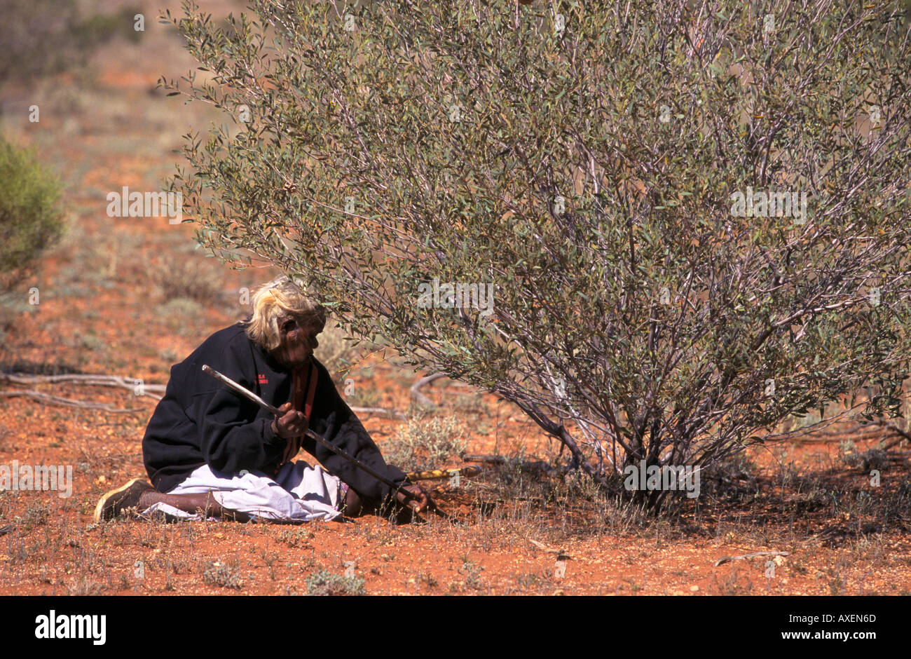 Digging for witchetty grubs outback Australia Stock Photo - Alamy