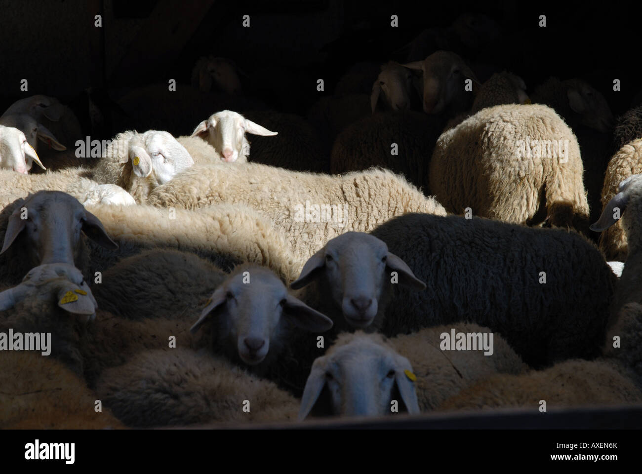 Sheep crush hi-res stock photography and images - Alamy