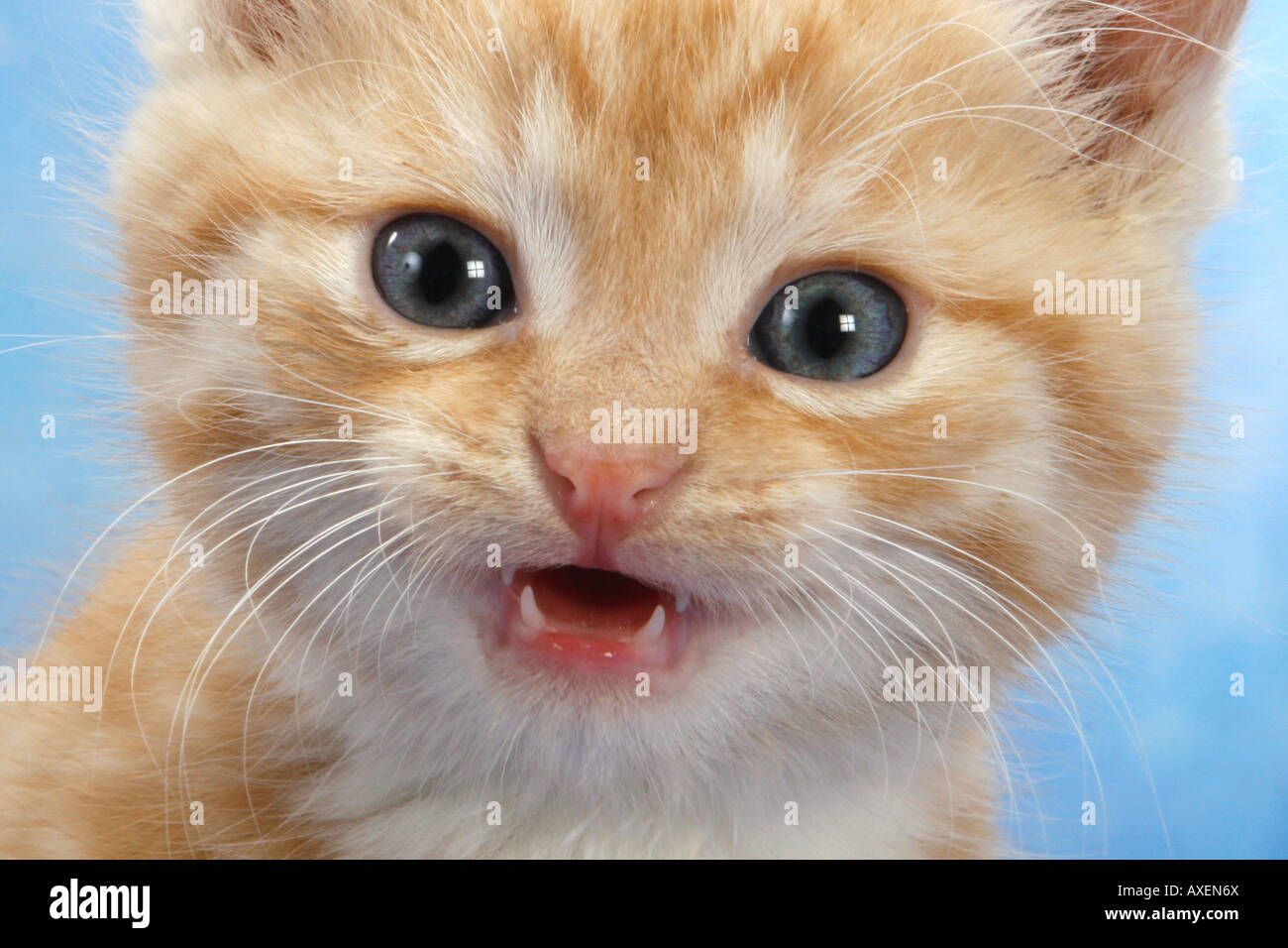 kitten - portrait Stock Photo - Alamy