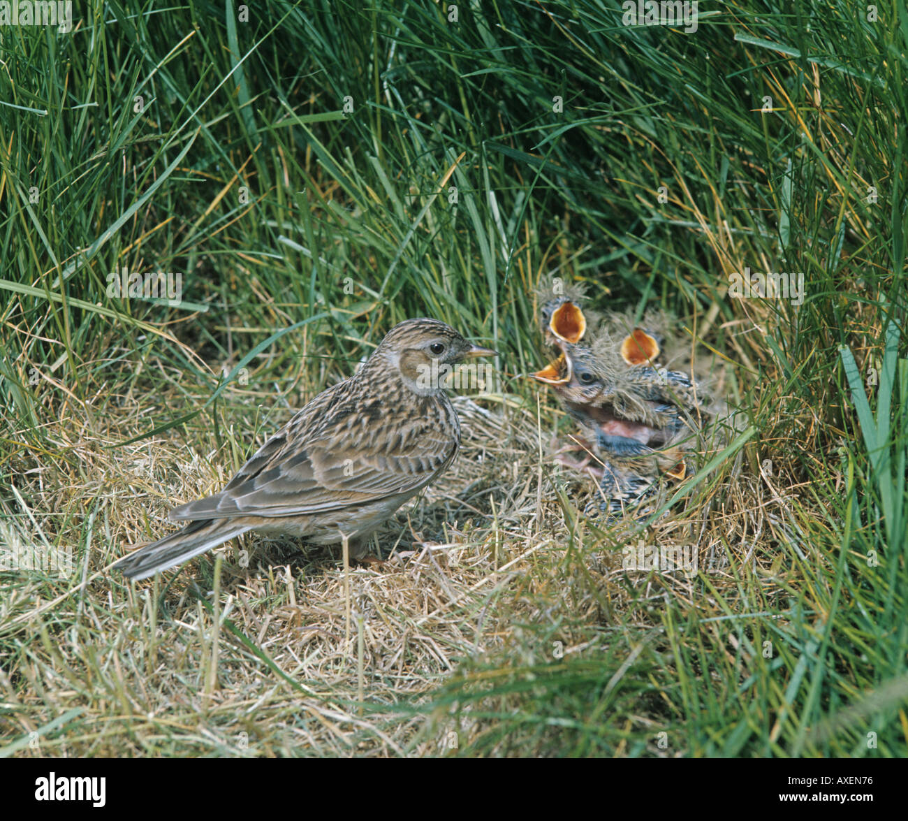 Skylark Alauda arvensis Feeding Young Stock Photo - Alamy