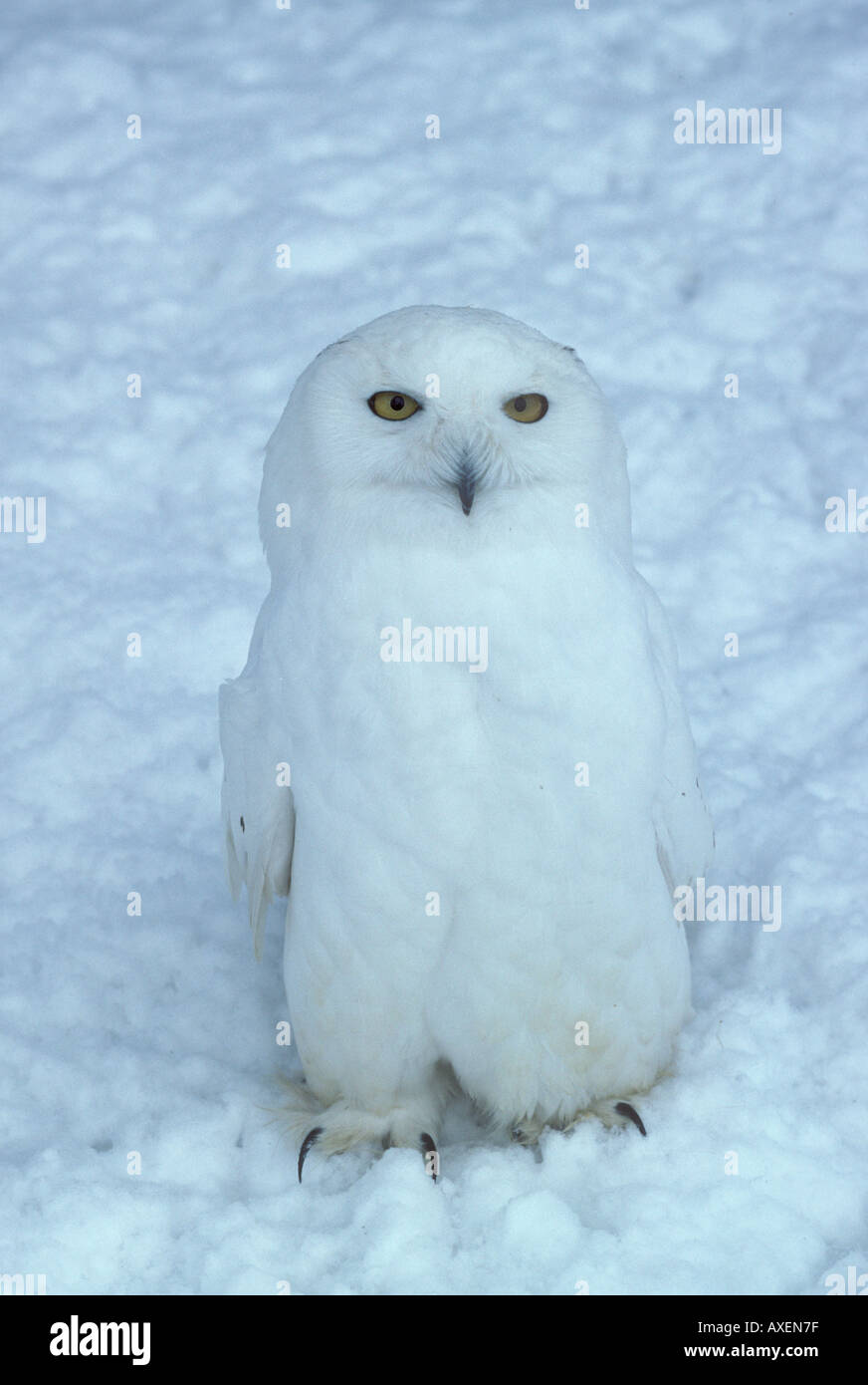 Female snowy owl owl hi-res stock photography and images - Alamy