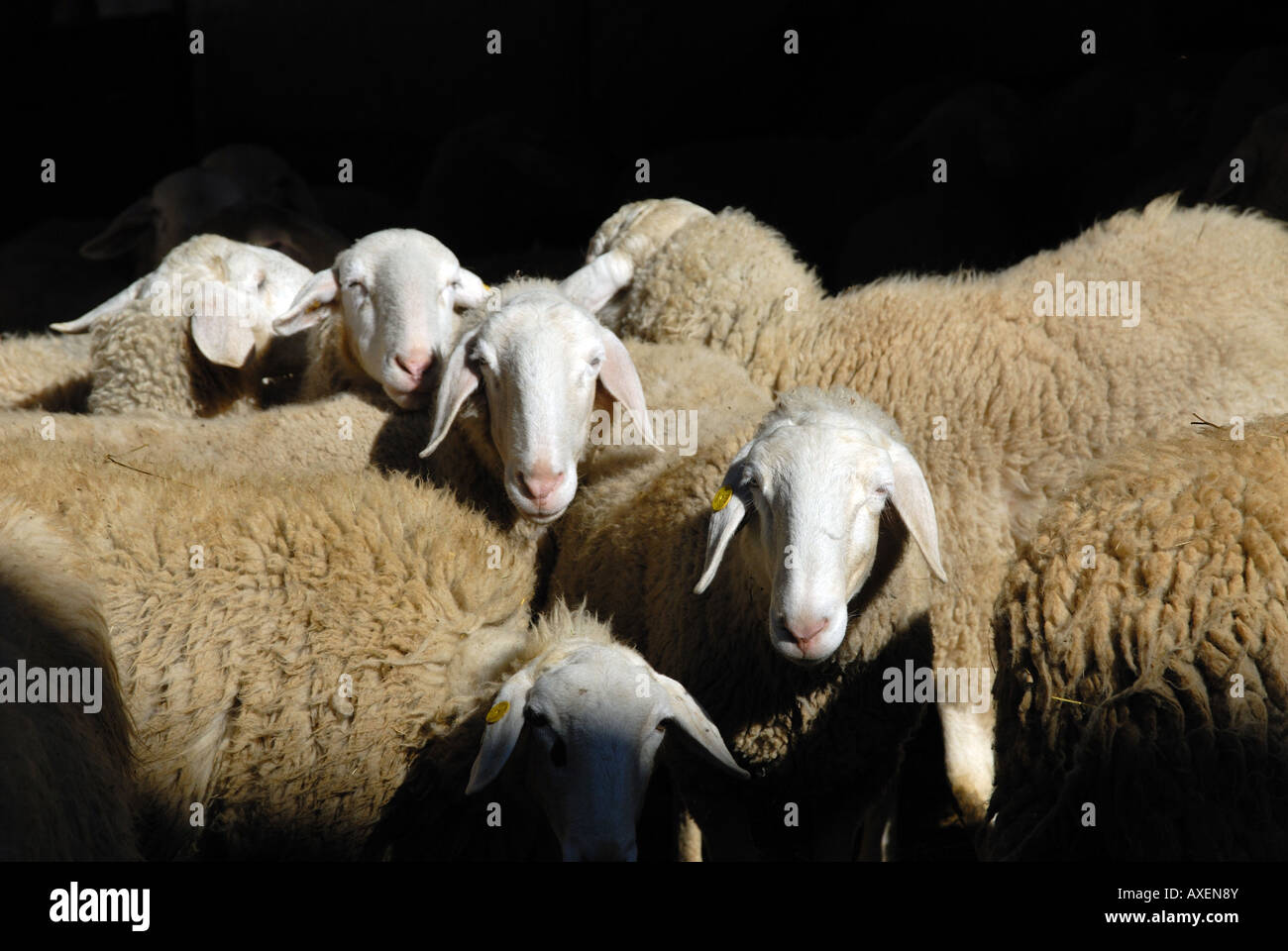 Sheep crush hi-res stock photography and images - Alamy
