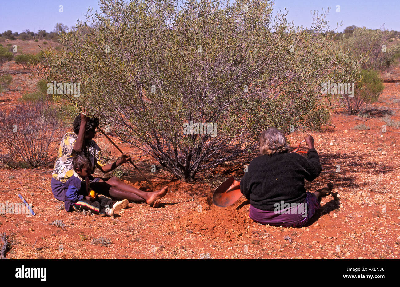 Aboriginal finding food australia hi-res stock photography and images ...