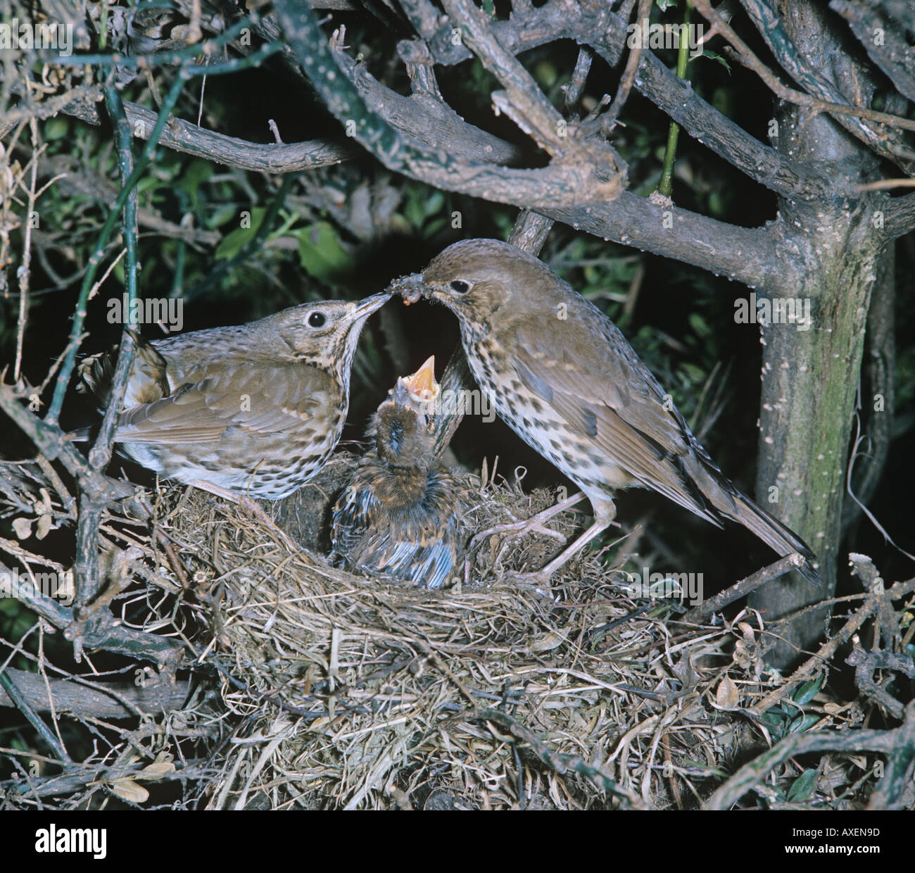 Song thrush eating worms hi-res stock photography and images - Alamy