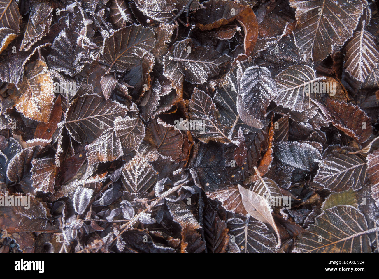 dead alder leaves in autumn with frost Kenai Fjords National park ...