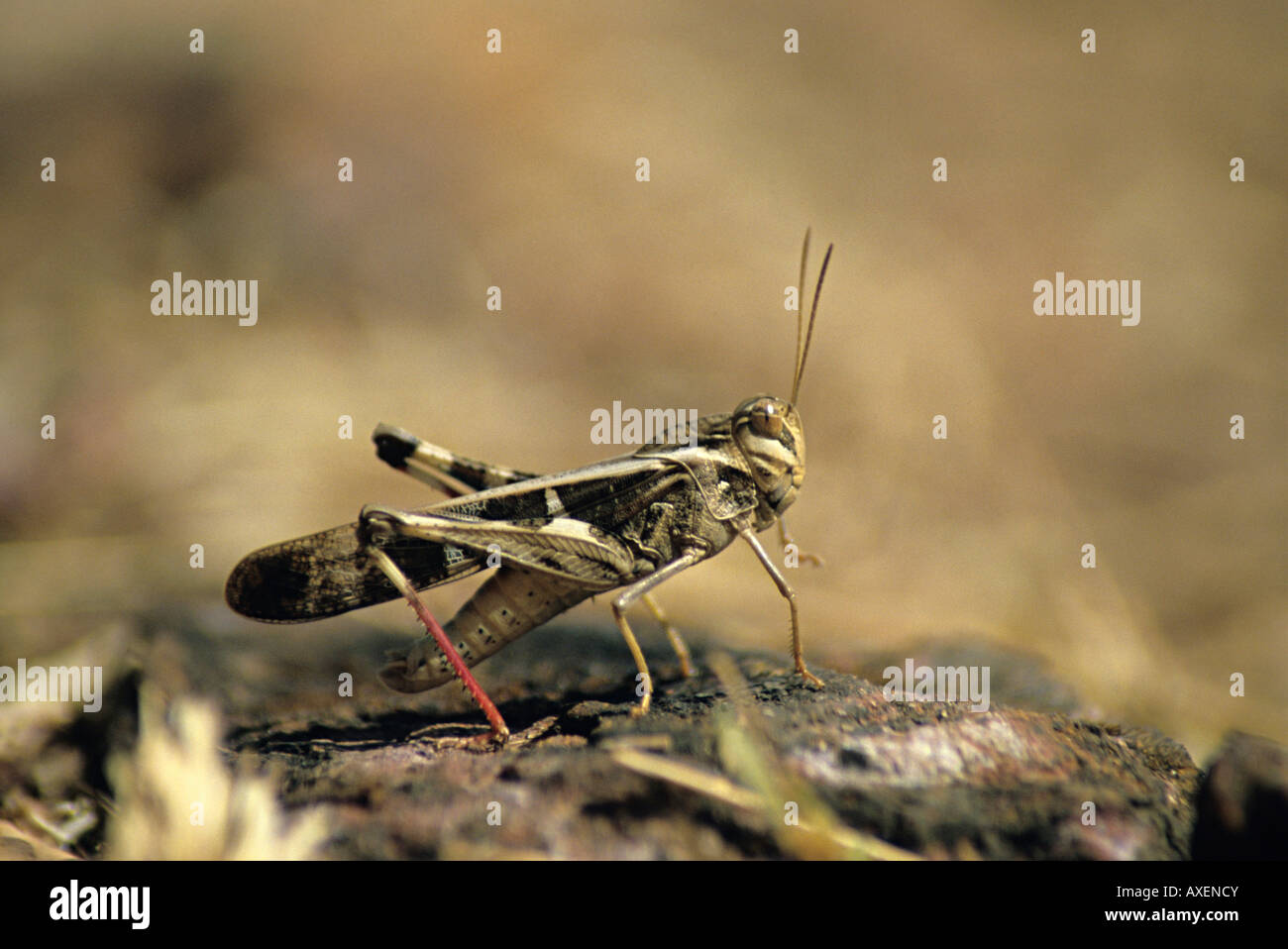 Grasshopper india hi-res stock photography and images - Alamy