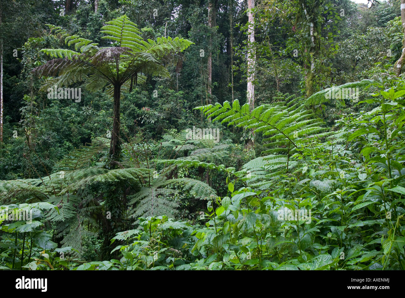 Equatorial forest uganda hi-res stock photography and images - Alamy