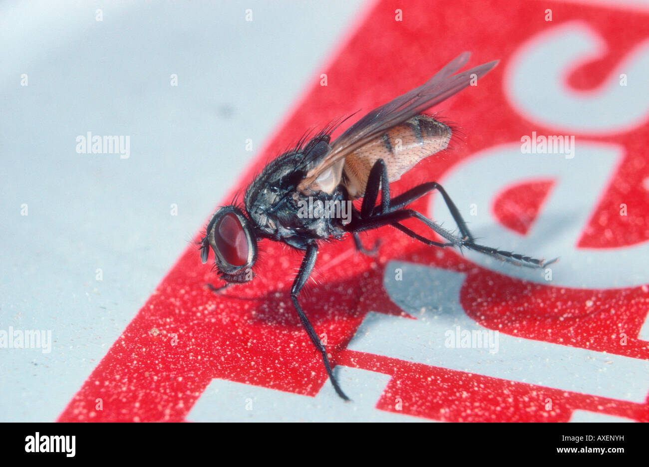 House Fly, Musca domestica. Cleaning itself Stock Photo - Alamy